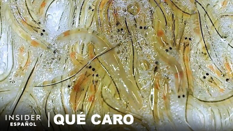 Descubre el Precio Actual de las Angulas: Guía Completa y Actualizada ...